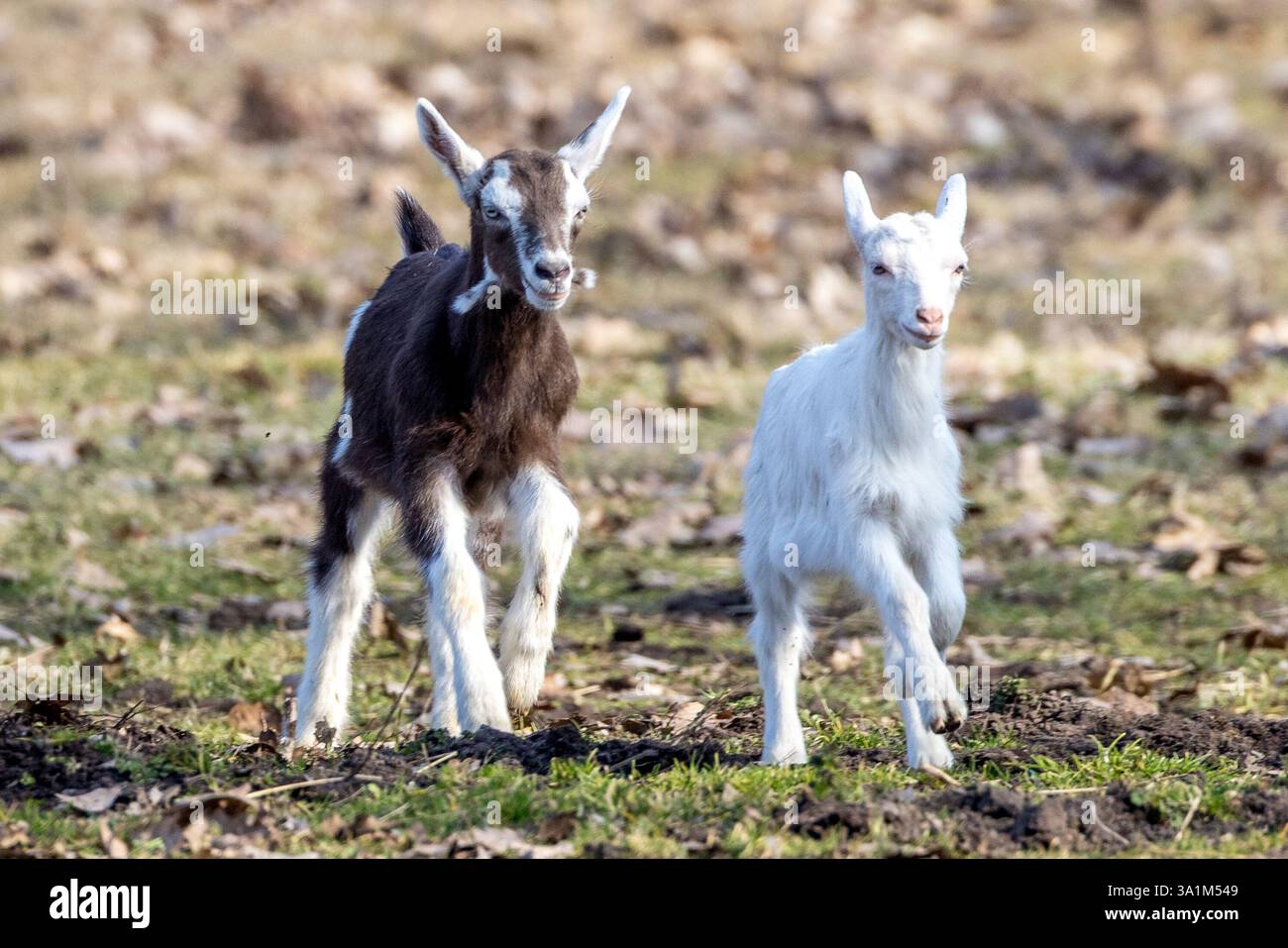 Gulben, Germany. 09th Mar, 2025. The 40 goat lambs are around three to ...