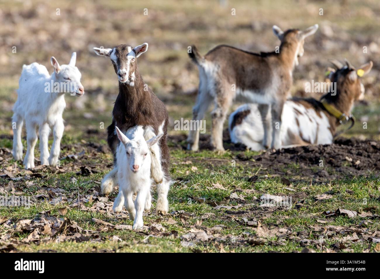 Gulben, Germany. 09th Mar, 2025. The 40 goat lambs are around three to ...