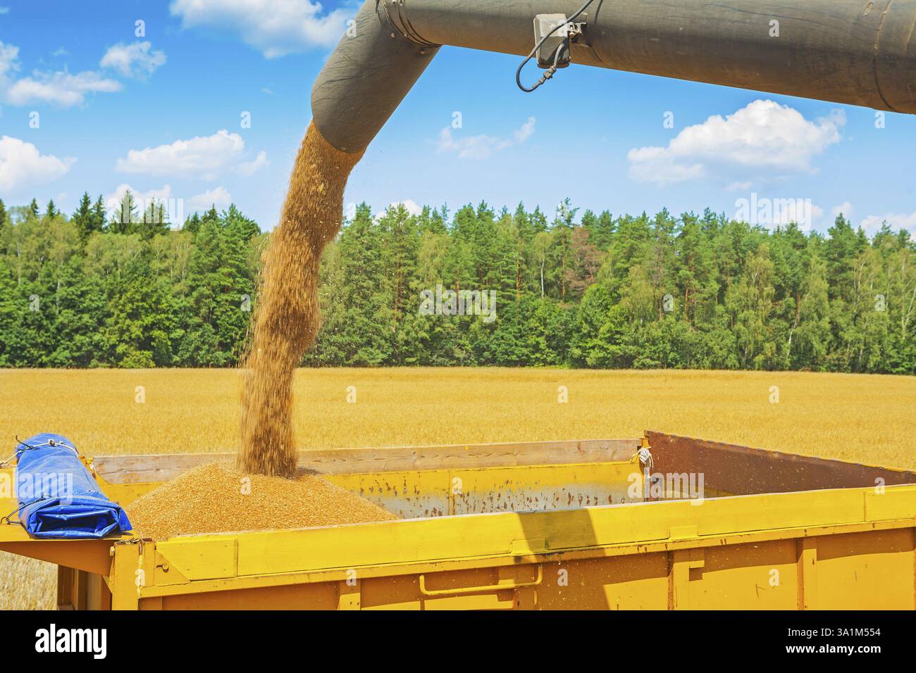 Process of loading wheat grains from pipe of combine harvester on field ...