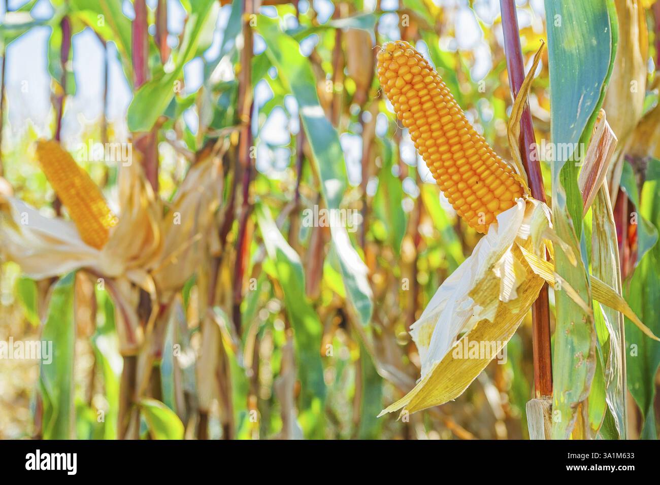 Plants with ears of maize corn Stock Photo - Alamy