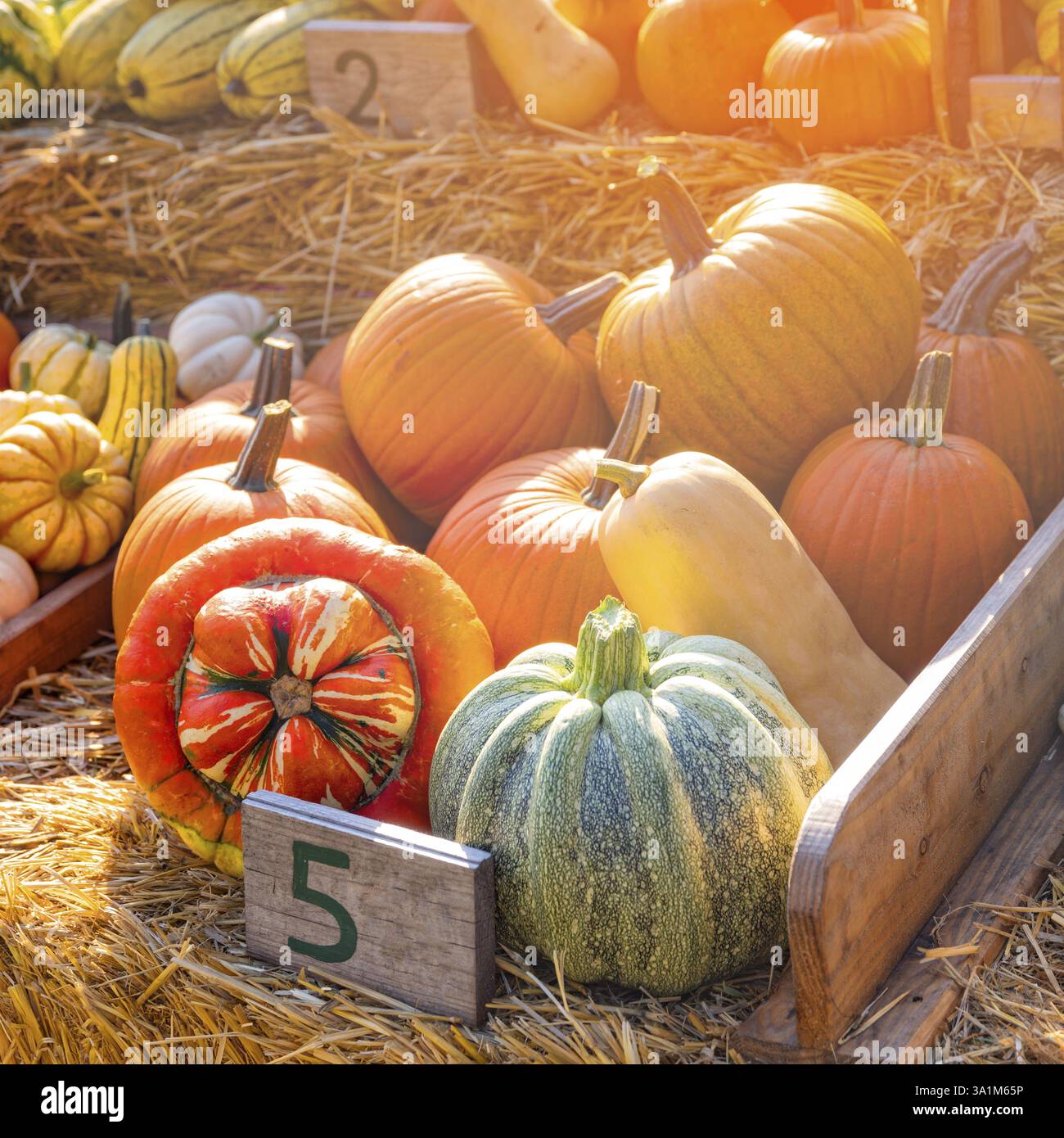 A pleasure for the eA a pumpkin stall in the village Stock Photo - Alamy