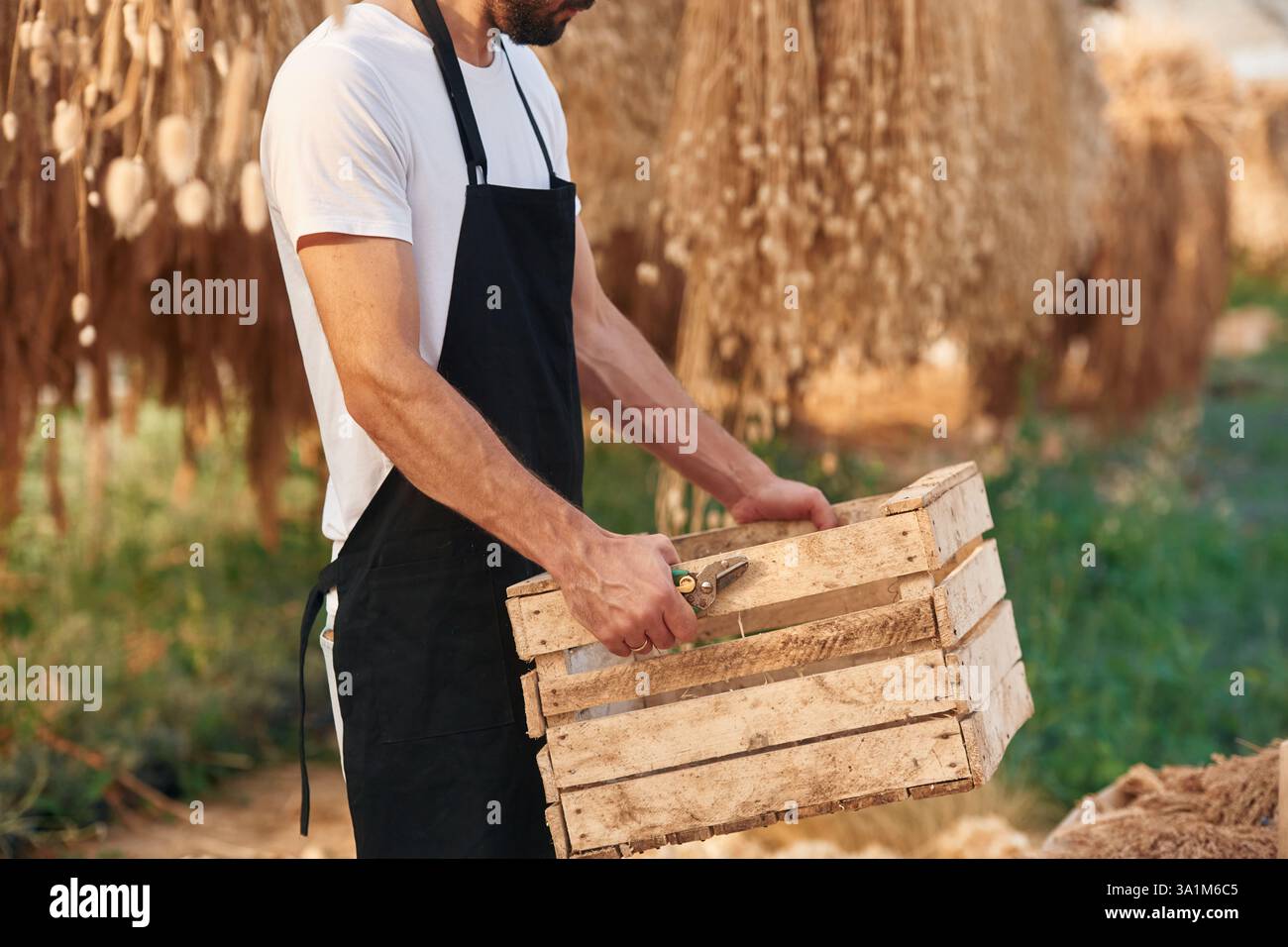 Dried flax is hanging. Young gardener is in the greenhouse Stock Photo ...