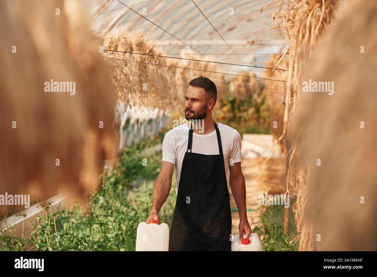 Dried flax is hanging. Young gardener is in the greenhouse Stock Photo ...