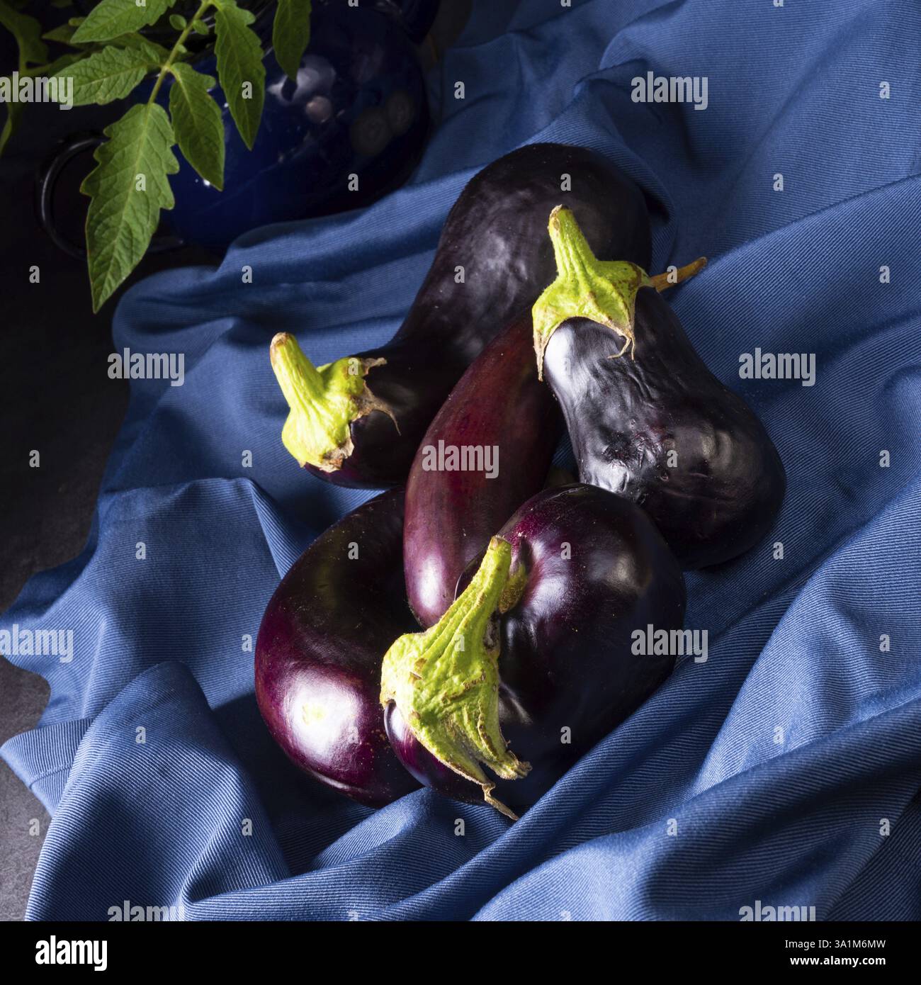Eggplant (Solanum melongena) is a species in the nightshade family ...