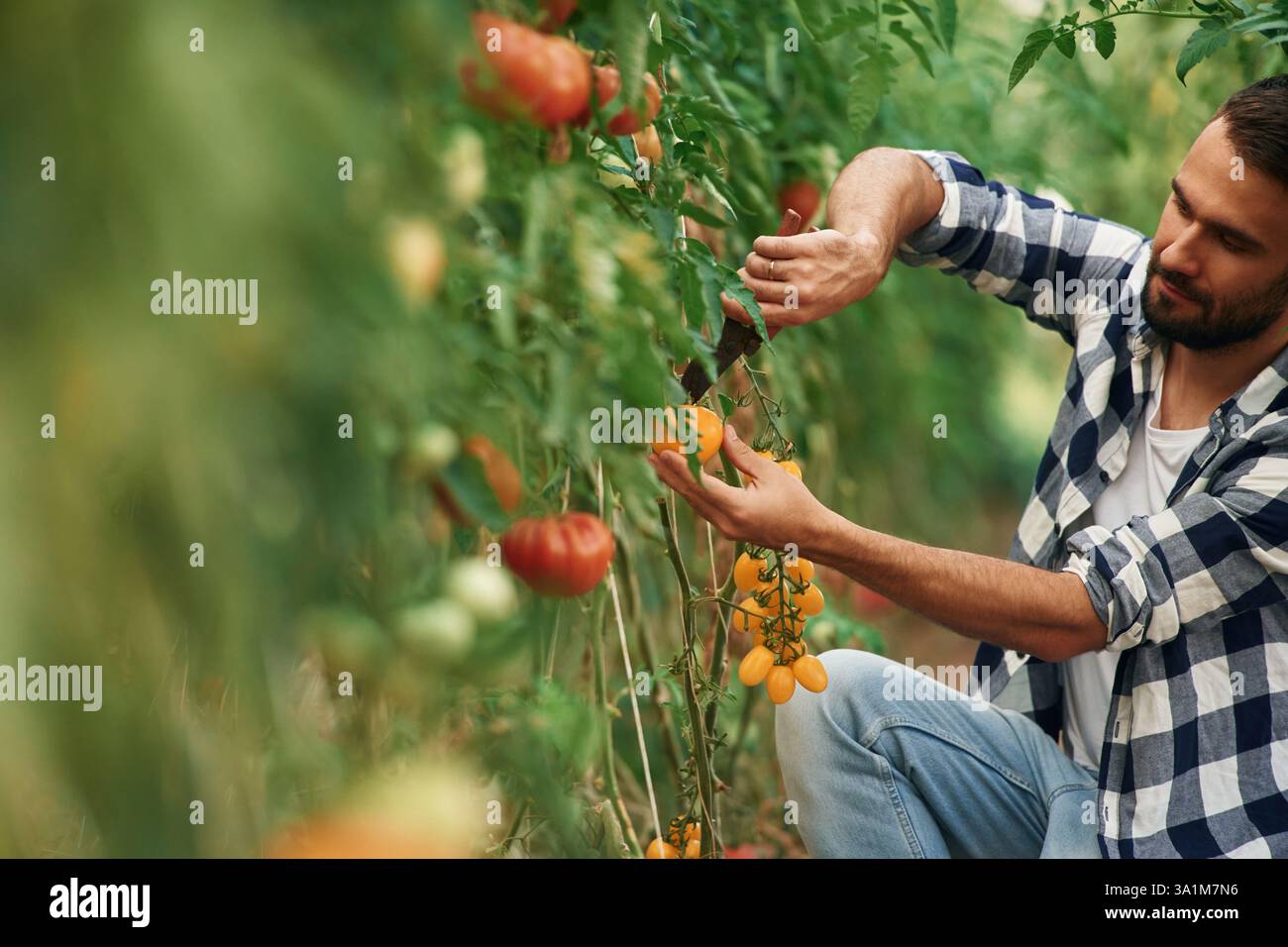 Collecting fresh tomatoes. Beautiful young man is in the garden Stock ...