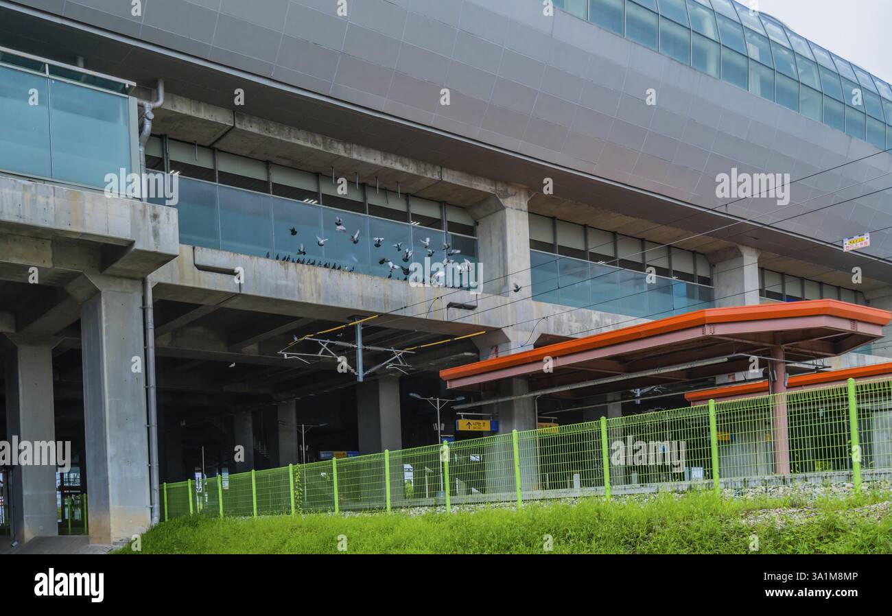 Osong, South Korea, July 23, 2019: Flock of pigeons on ledge above ...