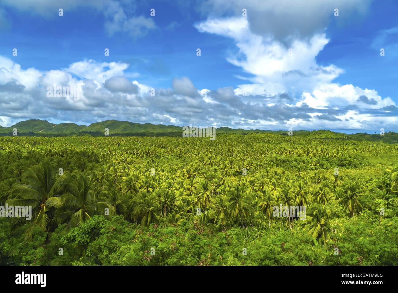 Vast coconut plantation covering siargao island landscape under a cloudy sky, a tropical ...