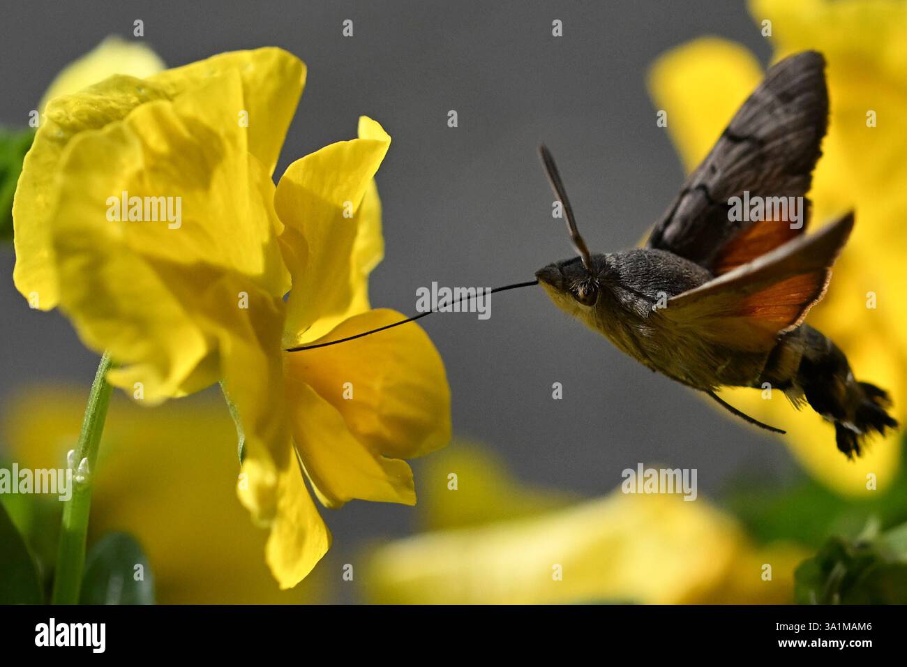 Bakov Nad Jizerou, Czech Republic. 9th Mar, 2025. The Hummingbird hawk ...