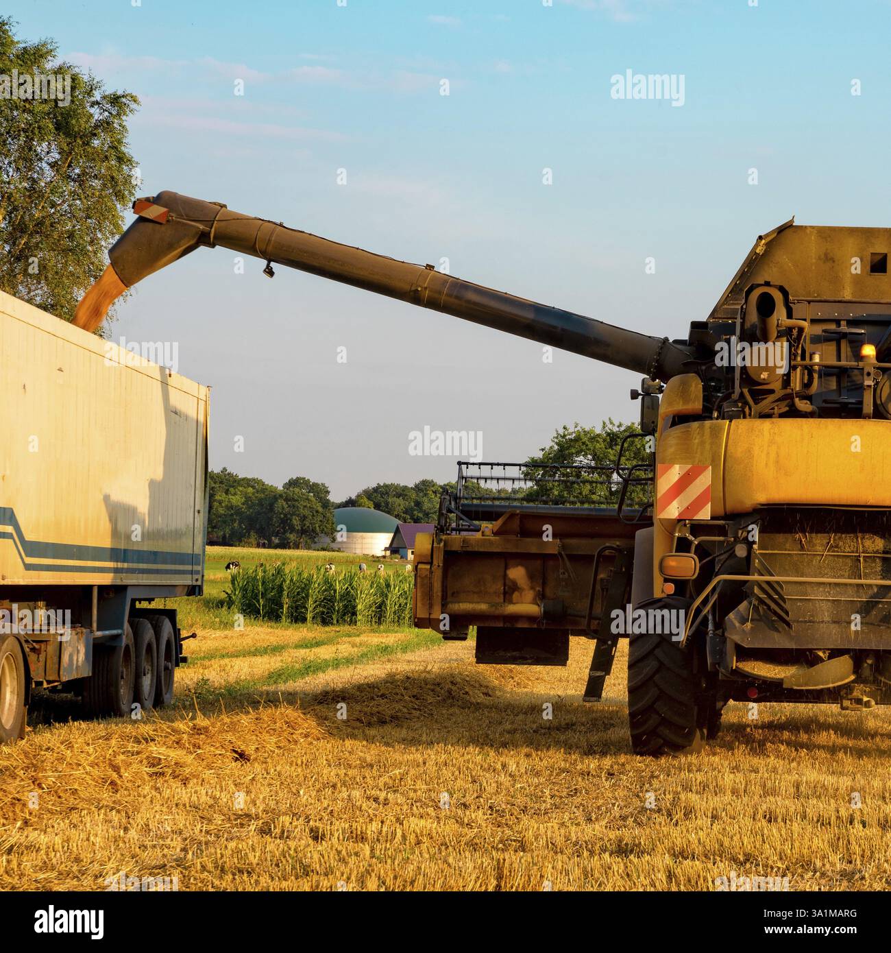 Big combine harvester threshing in the sunset Stock Photo - Alamy