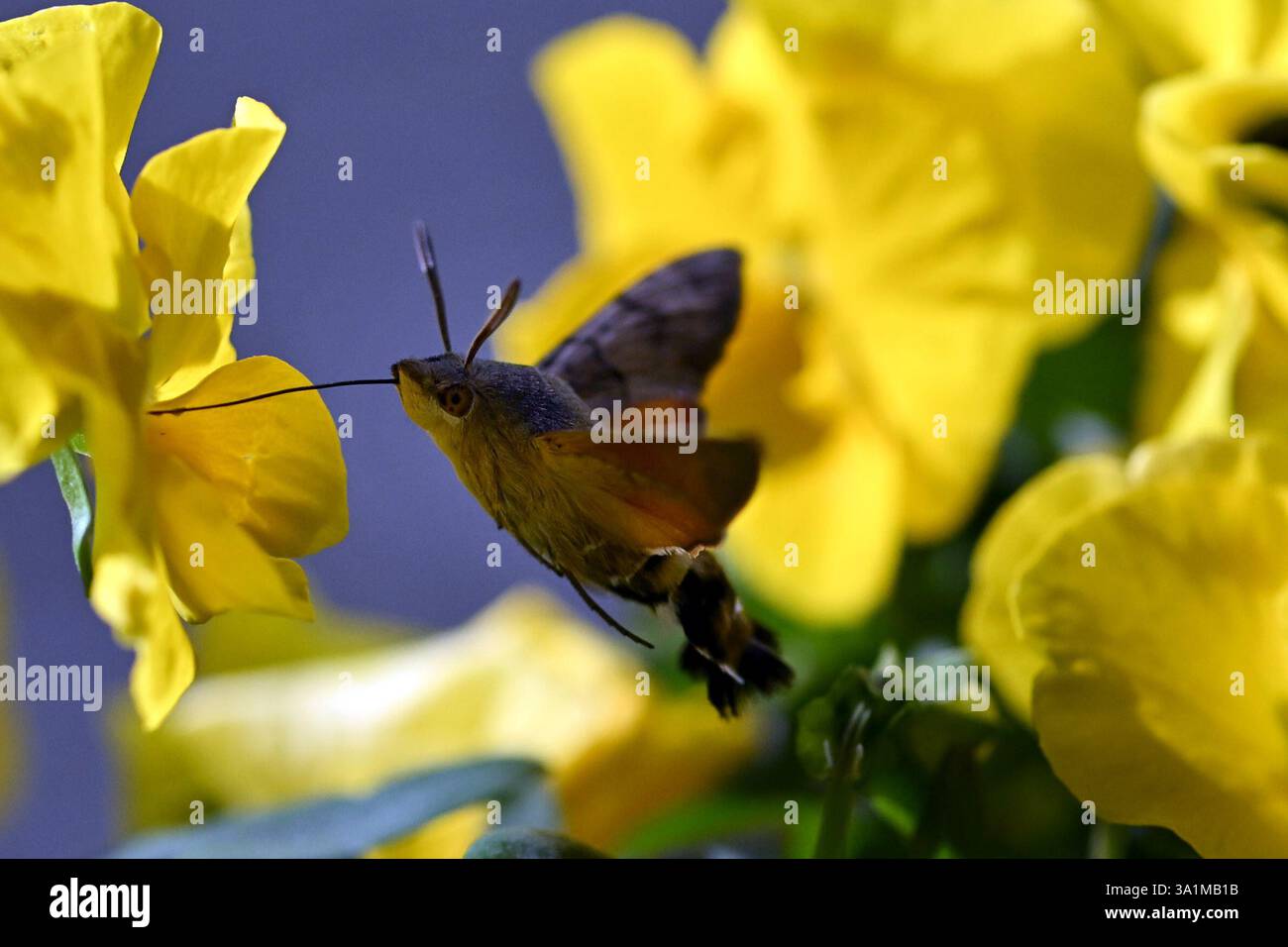 Bakov Nad Jizerou, Czech Republic. 9th Mar, 2025. The Hummingbird hawk ...