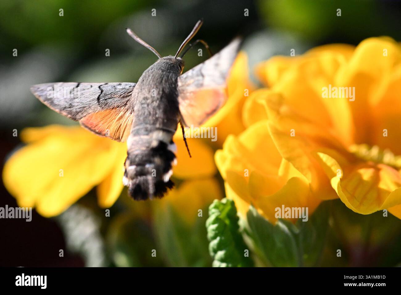 Bakov Nad Jizerou, Czech Republic. 9th Mar, 2025. The Hummingbird hawk ...