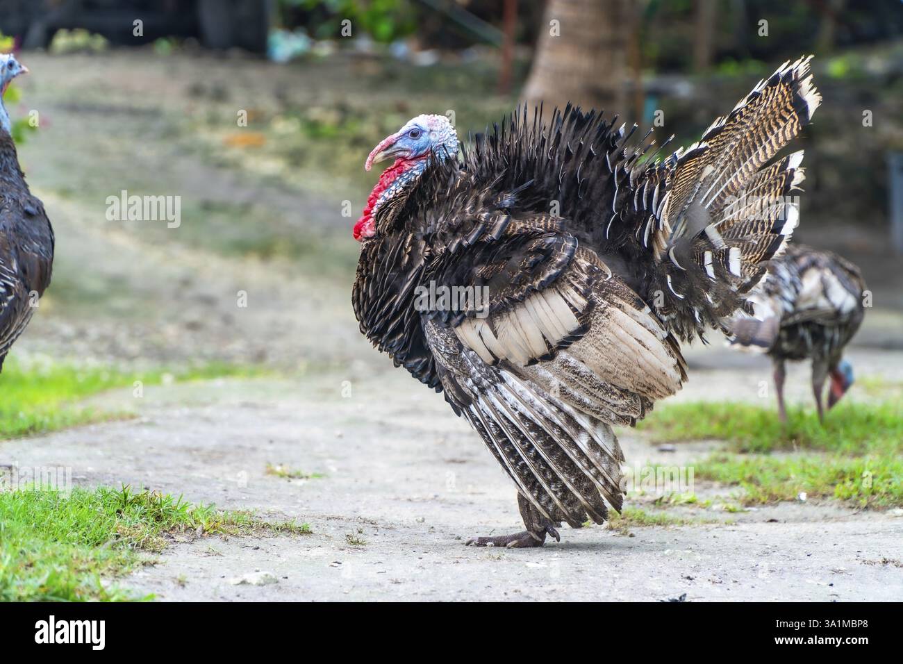 Turkey proudly displaying its feathers in a tropical setting on the ...