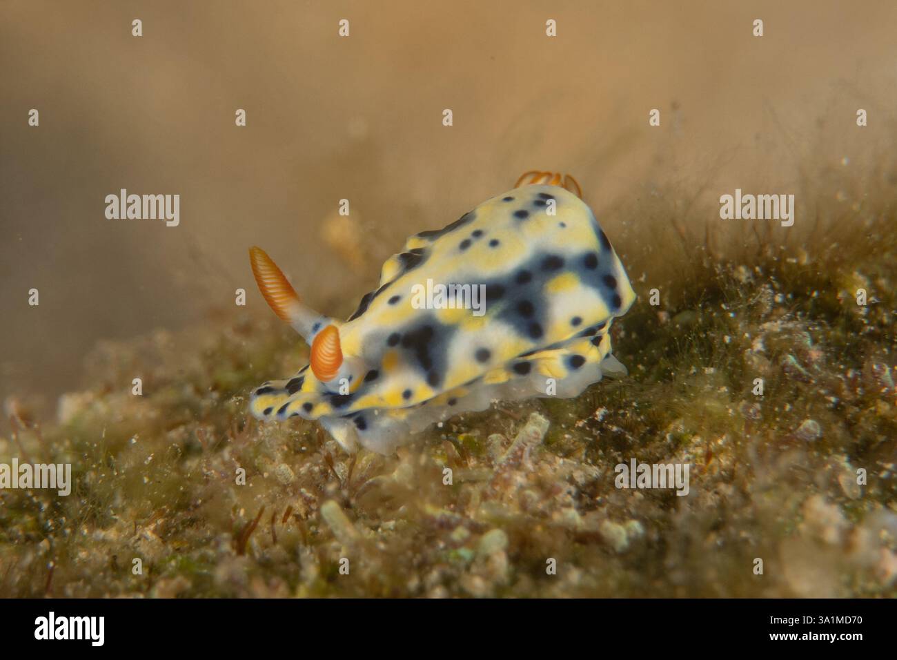 Nudibranch Sea Slug in the Red Sea Colorful and beautiful, Eilat Israel ...