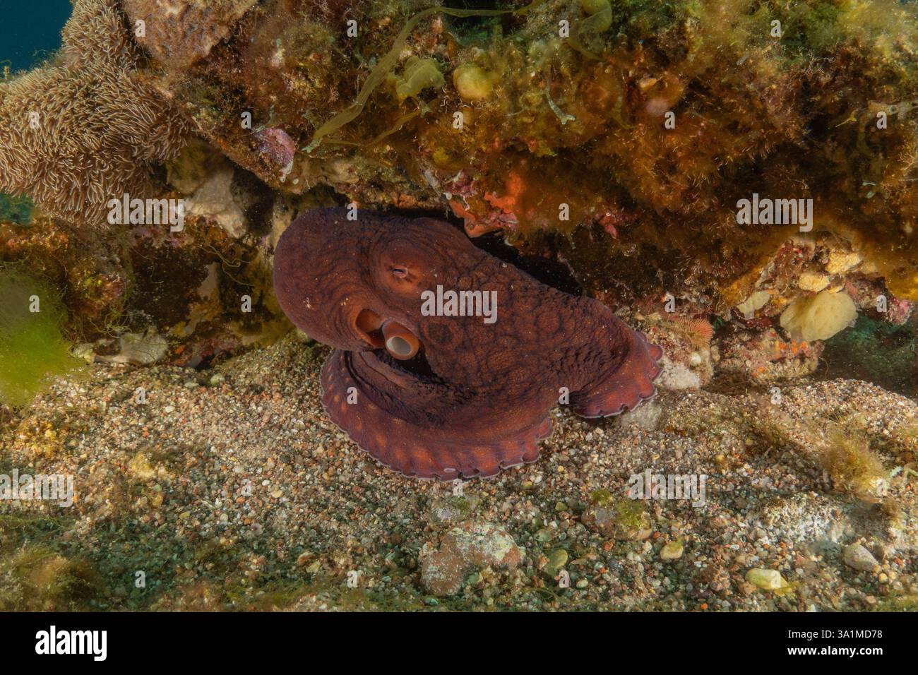 Octopus, king of camouflage in the Red Sea, Eilat, Israel Stock Photo ...