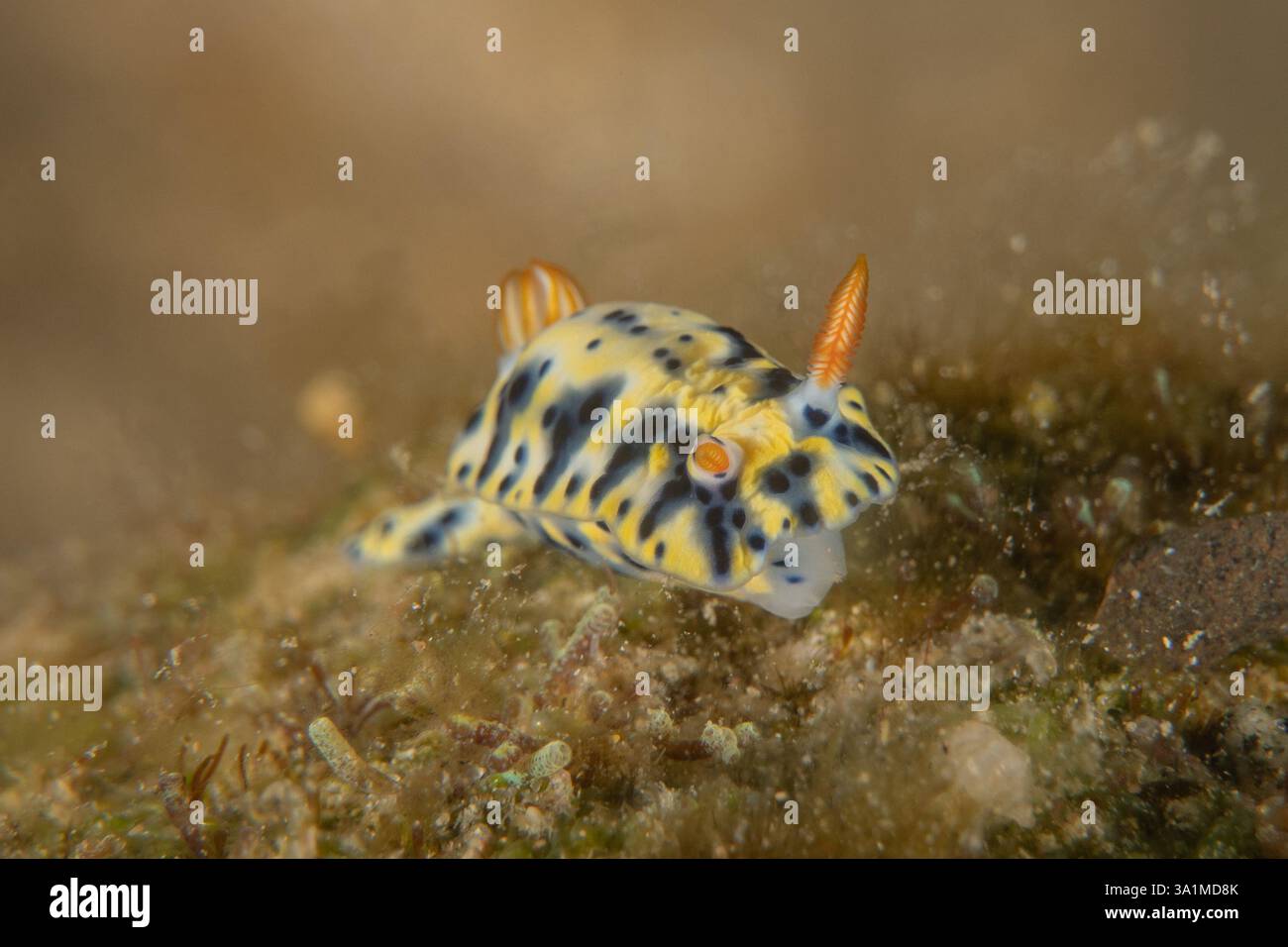 Nudibranch Sea Slug in the Red Sea Colorful and beautiful, Eilat Israel ...