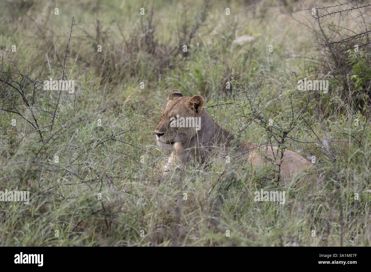 Lioness lying in the bush (Panthera leo) Qwabi Private Game Reserve ...