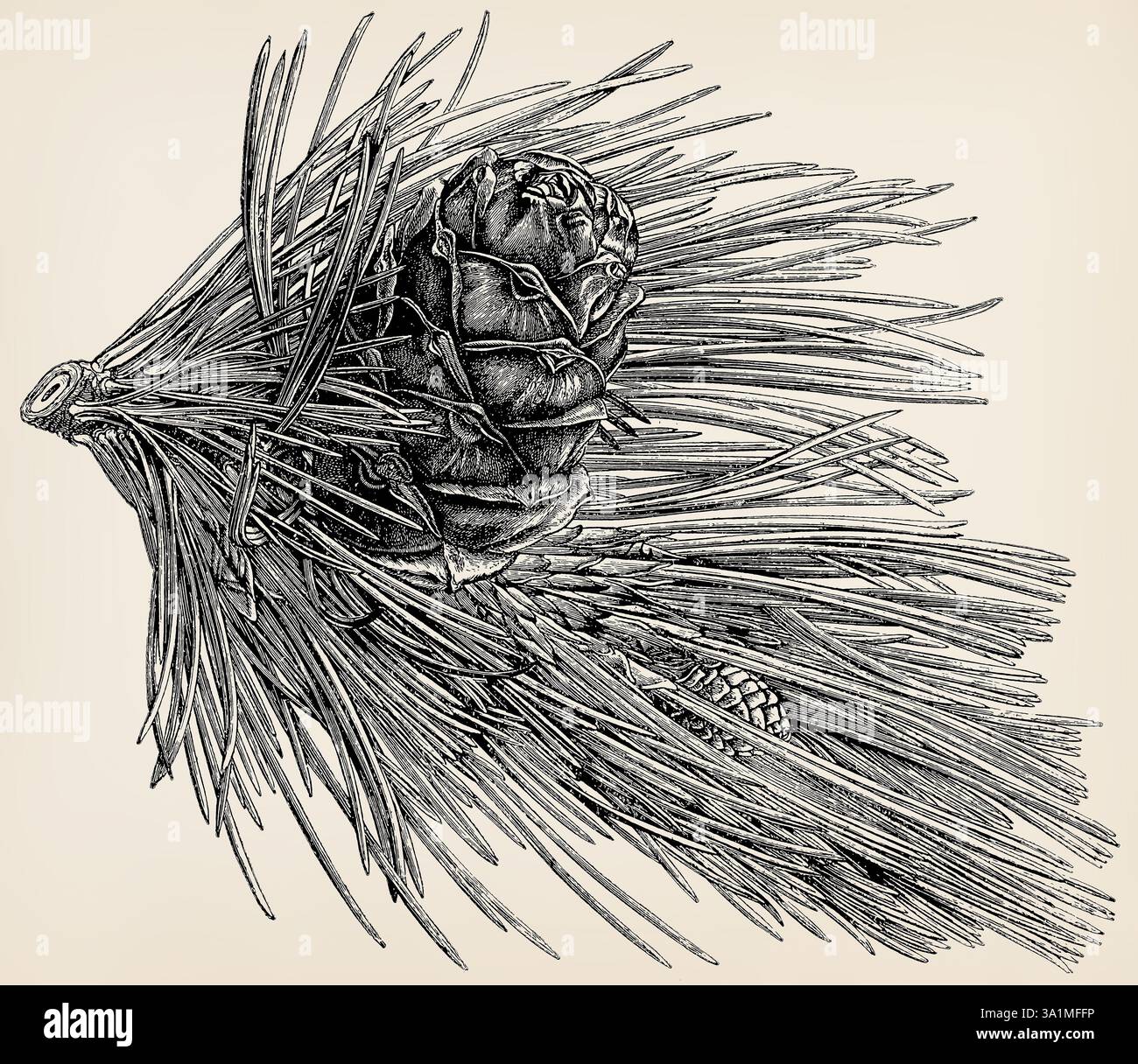 The evergreen tree - Pinus cembra. Twigs, buds, needles, flowers and ...