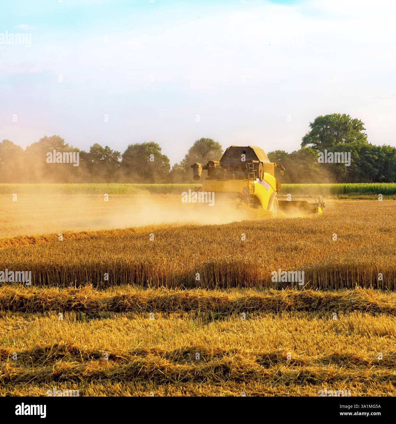 Big combine harvester threshing in the sunset Stock Photo - Alamy