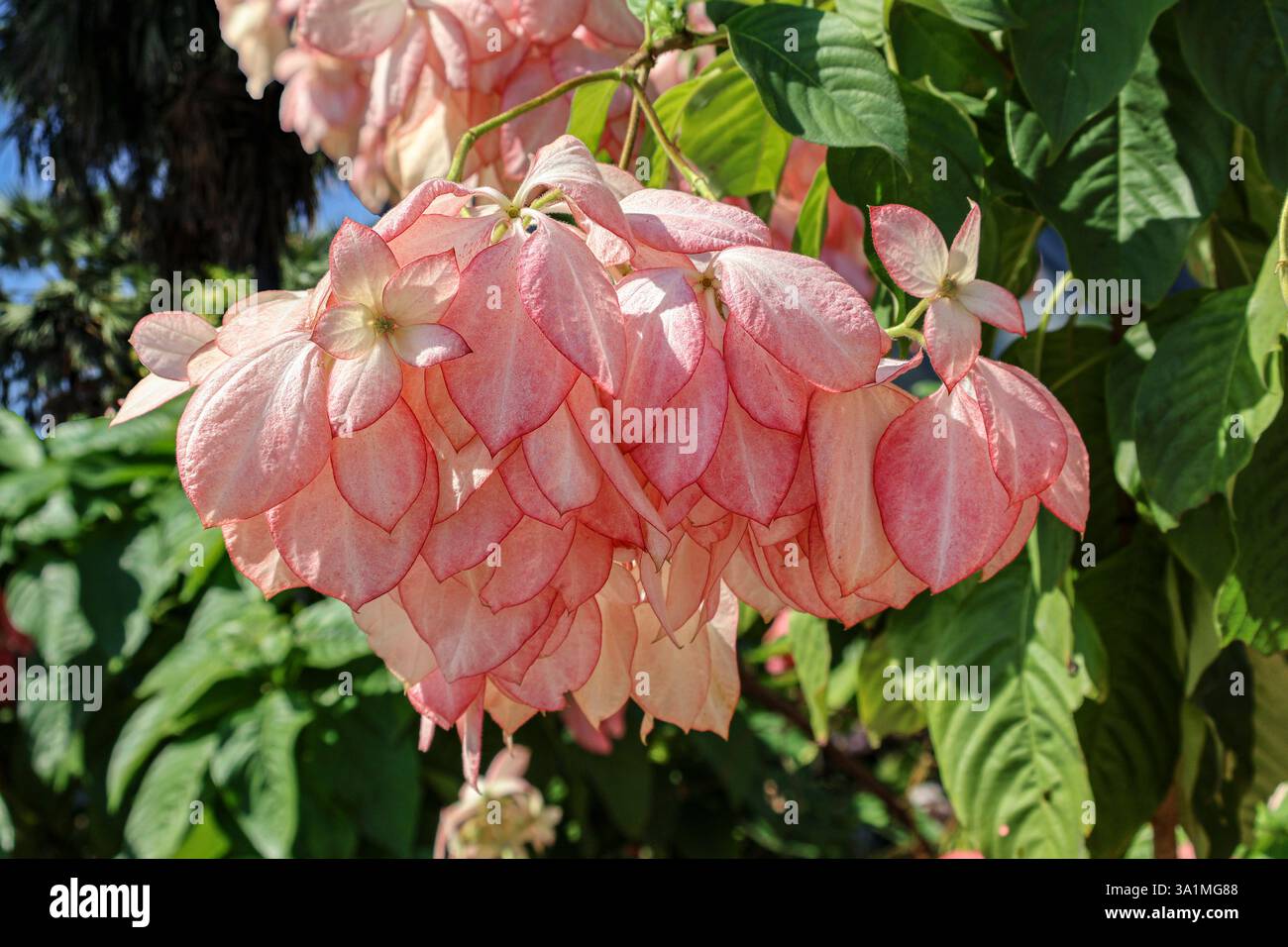 Beautiful pink flowers Mussaenda philippica close-up, ornamental ...
