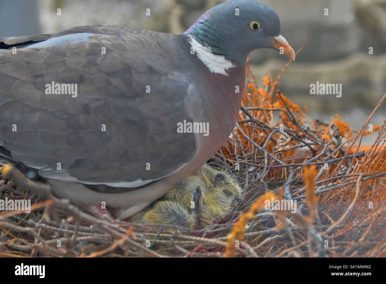 A dove warms up the little lovebirds. View of the dove through the ...