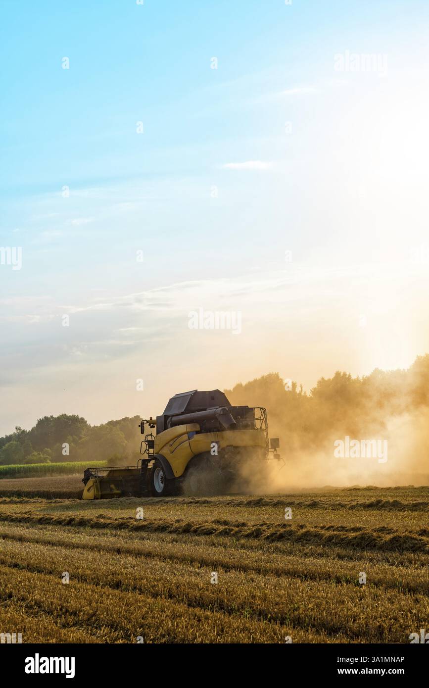 Big combine harvester threshing in the sunset Stock Photo - Alamy