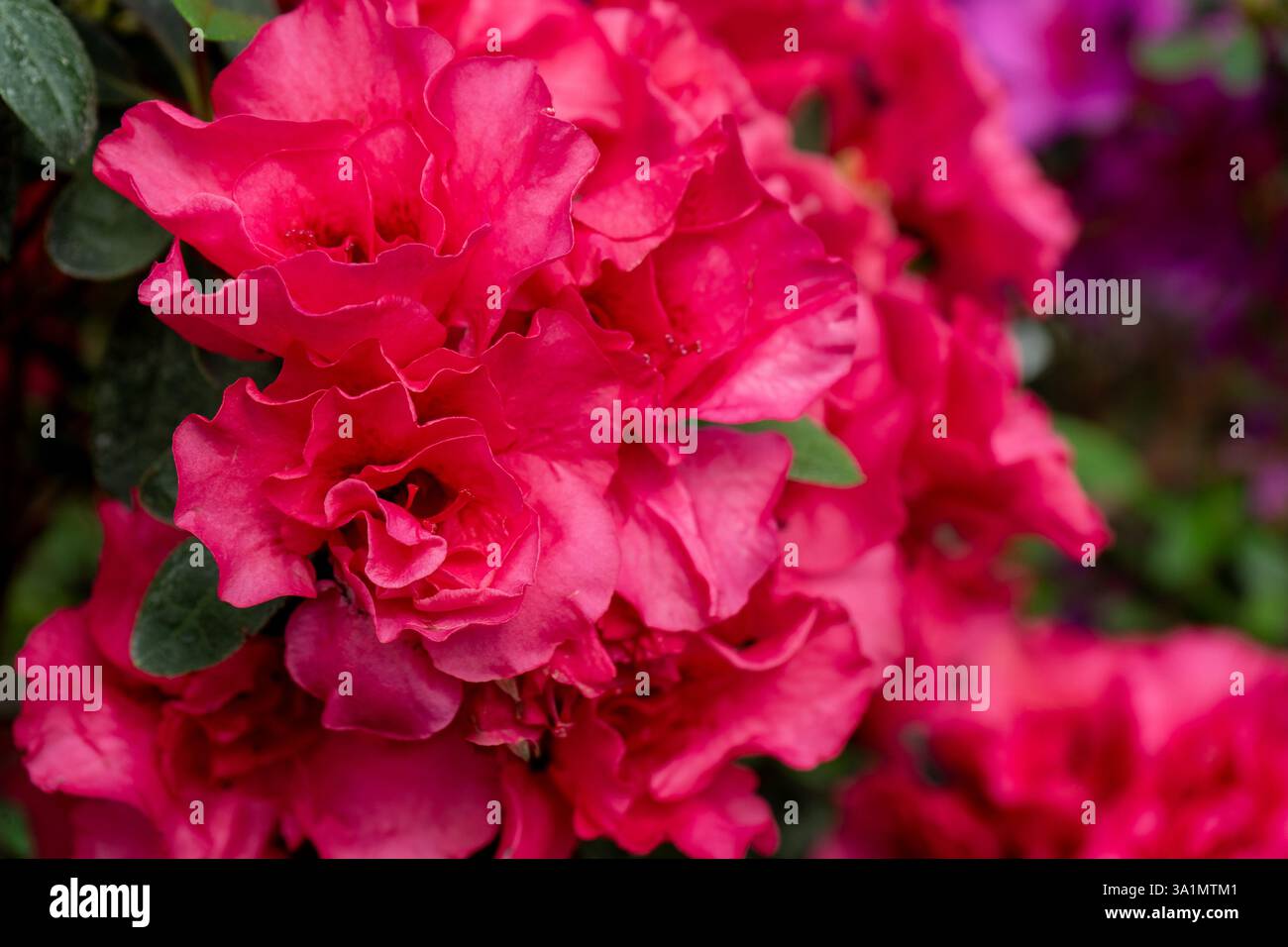 Azalea bud flower. Rhododendron plant in garden. Floral background. Red ...