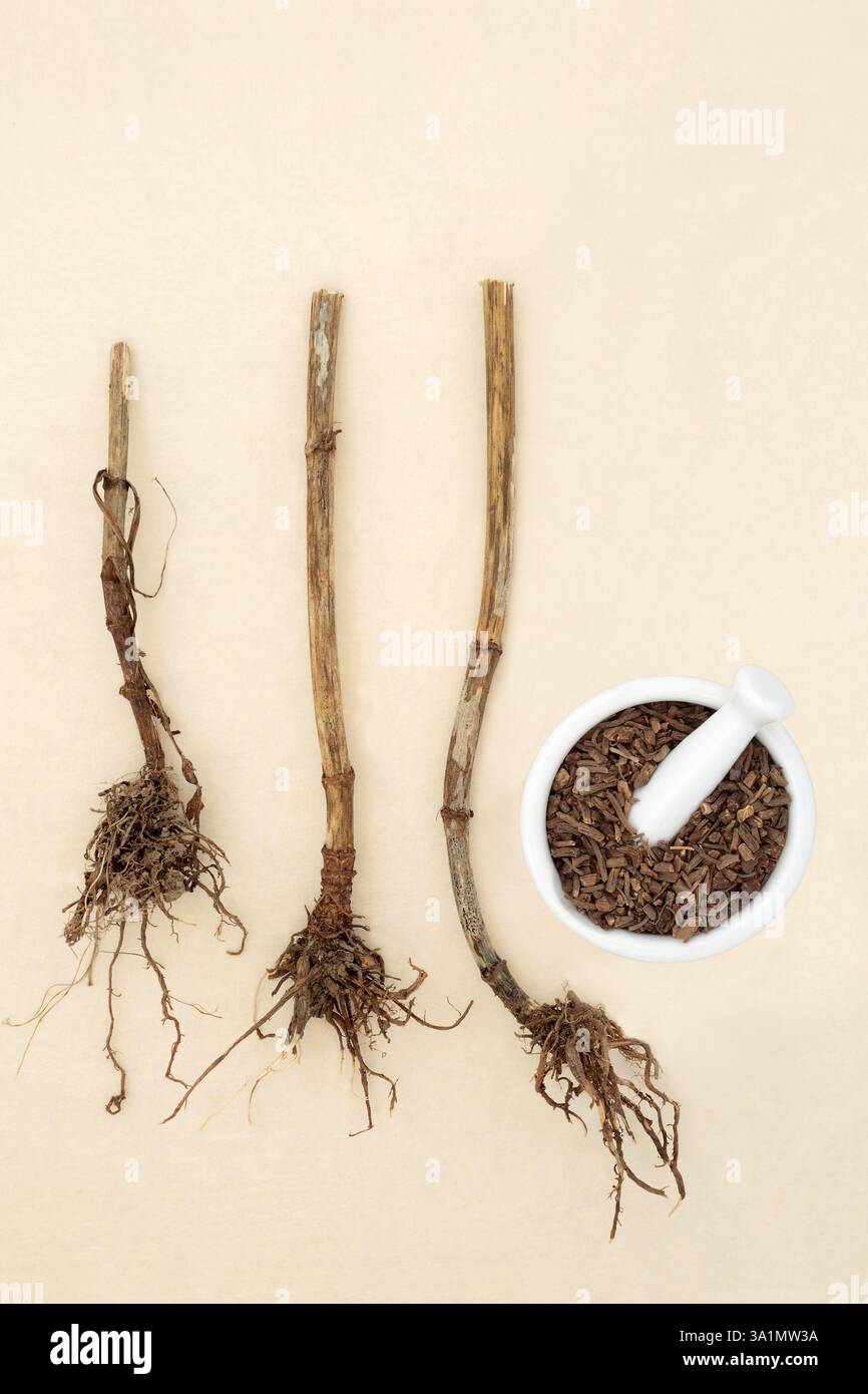 Valerian herb root natural healing herbal medicine with mortar on hemp ...