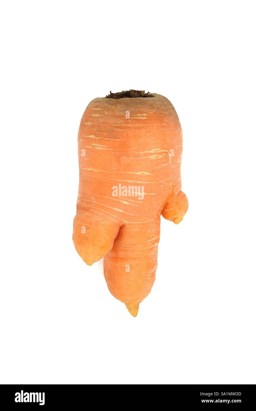 Deformed carrot root vegetable on white background. Forked twisted ...