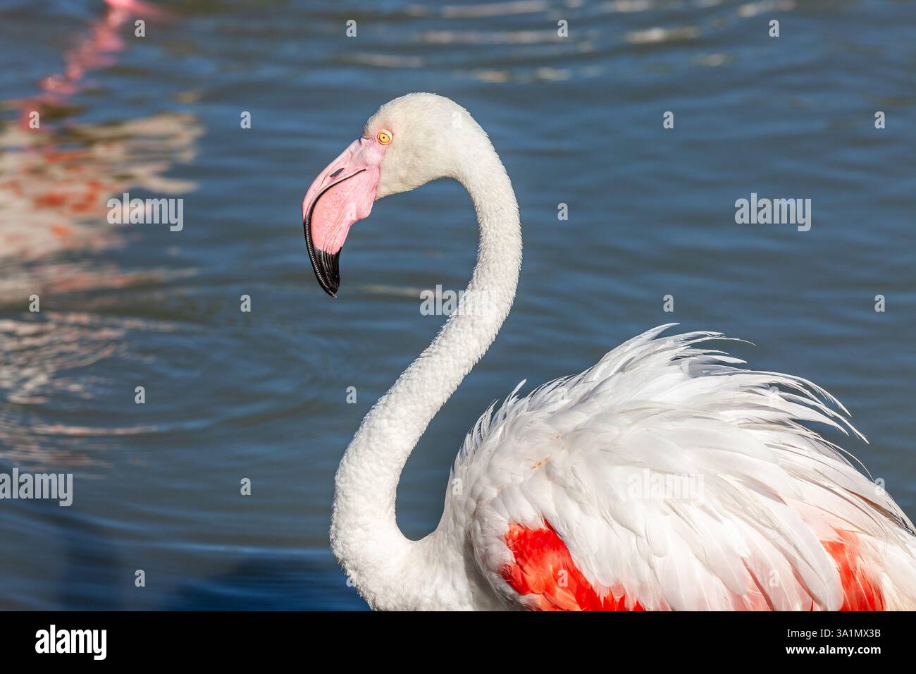 Profile portrait of a Camargue flamingo Stock Photo - Alamy