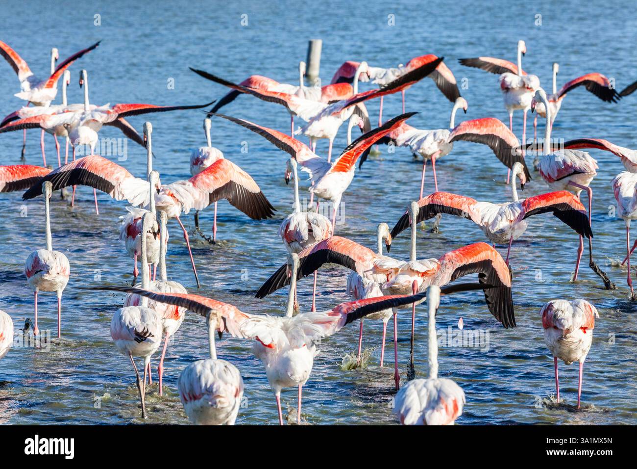 General flight of a whole group of pink flamingos from a pond in the ...