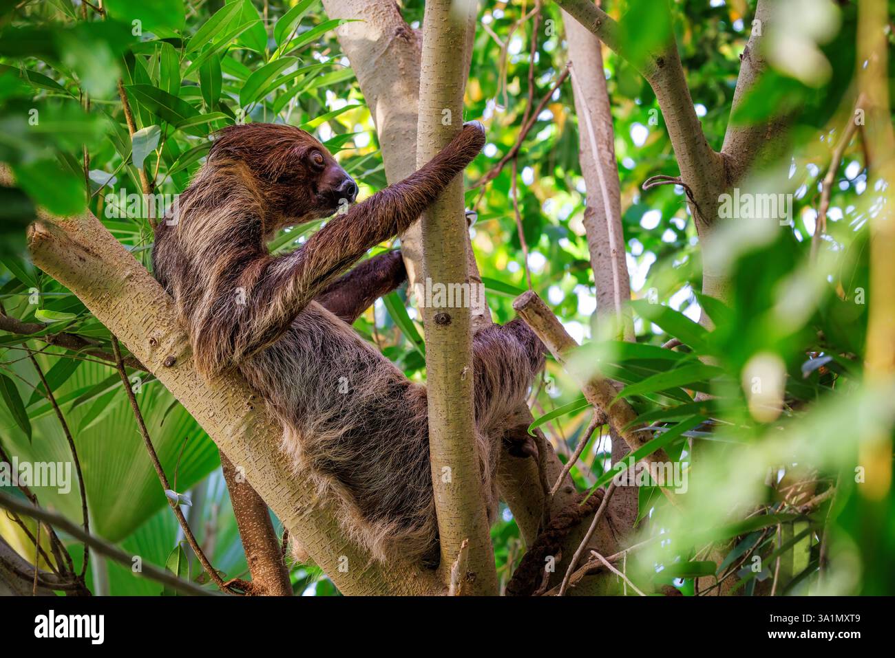 Linne's Two-toed sloth, Choloepus didactylus, resting in a tree. This ...