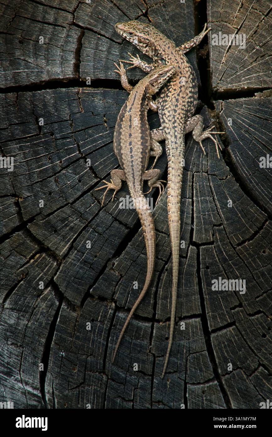 Lizard, forest lizard, moor, tree trunk, biology, fauna, wild, wildlife ...
