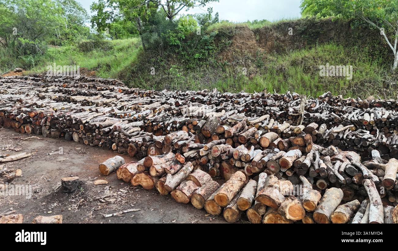 salvador bahia, brazil - february 7, 2025: View of wood cut in an area ...