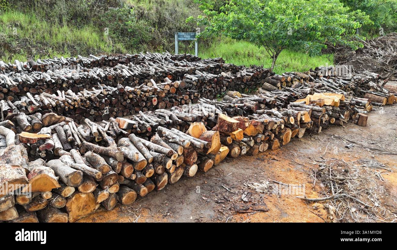 salvador bahia, brazil - february 7, 2025: View of wood cut in an area ...