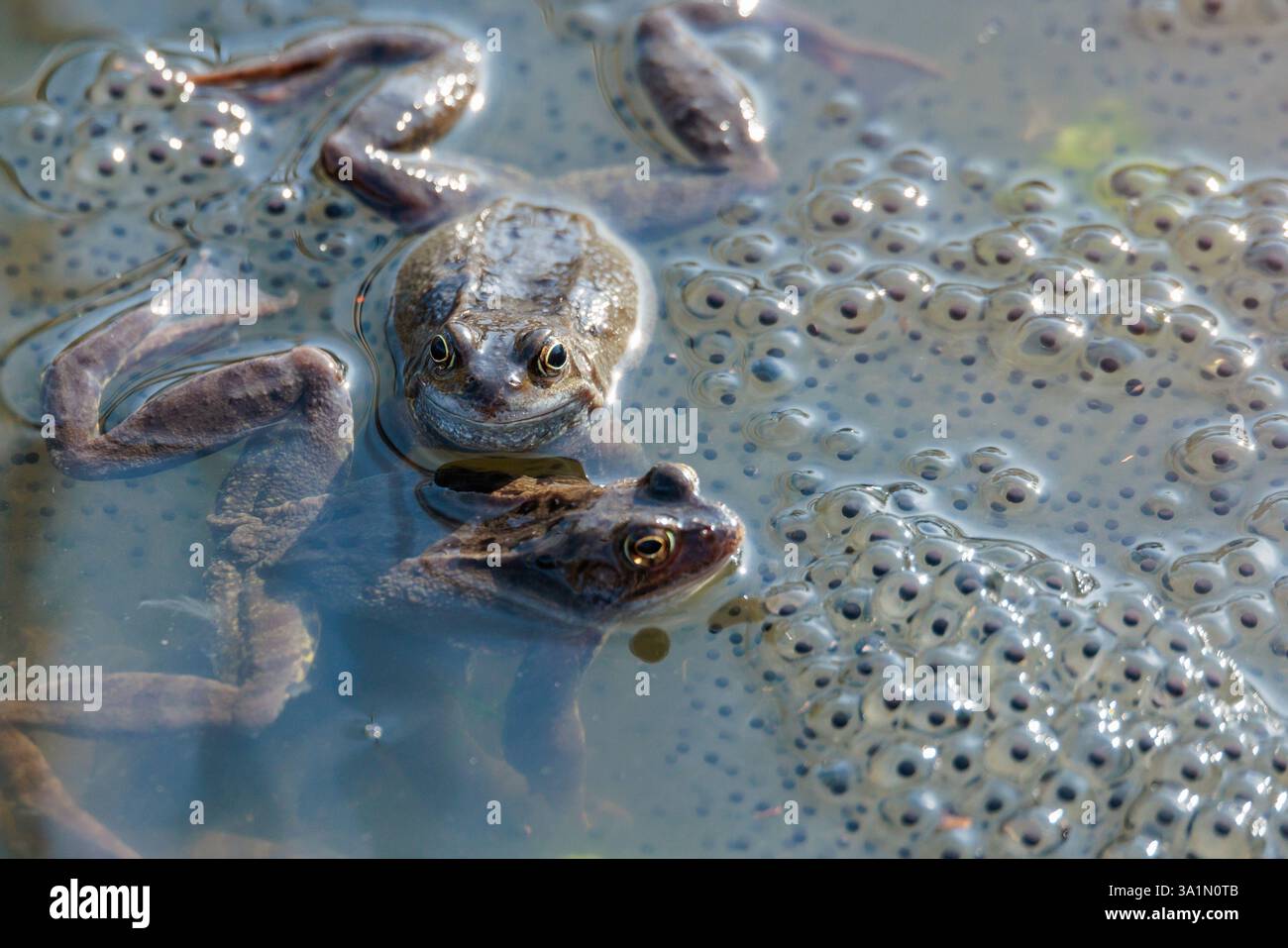UK WEATHER. Barn Hill Pond, Wembley, UK. 9th March 2025. European ...