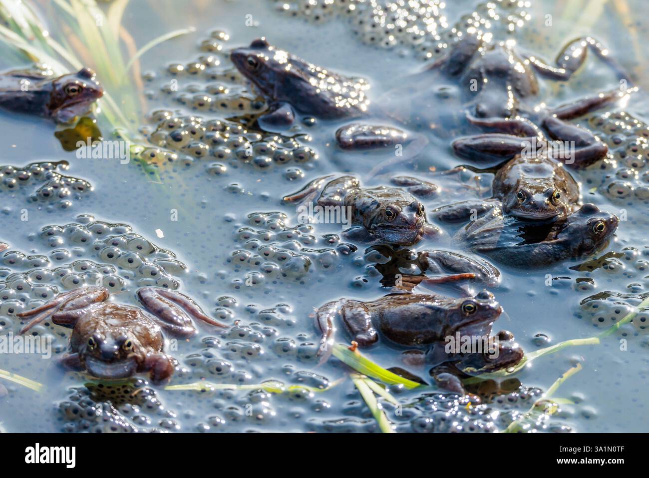 UK WEATHER. Barn Hill Pond, Wembley, UK. 9th March 2025. European ...