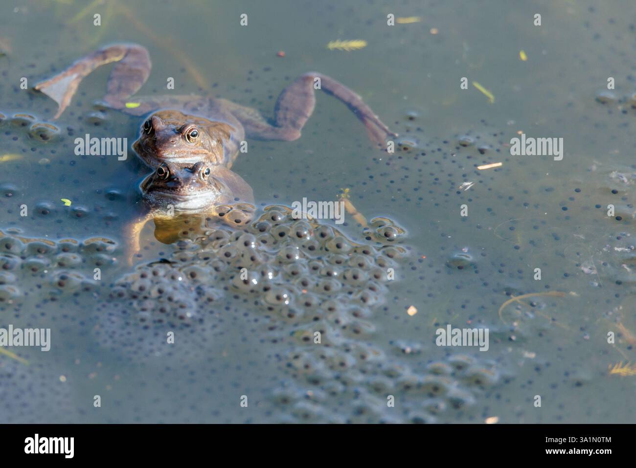 UK WEATHER. Barn Hill Pond, Wembley, UK. 9th March 2025. European ...