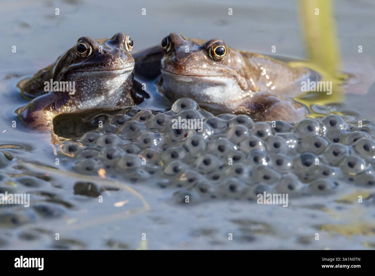 UK WEATHER. Barn Hill Pond, Wembley, UK. 9th March 2025. European ...