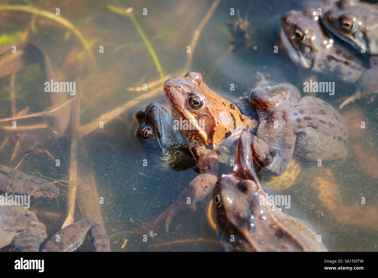 UK WEATHER. Barn Hill Pond, Wembley, UK. 9th March 2025. European ...