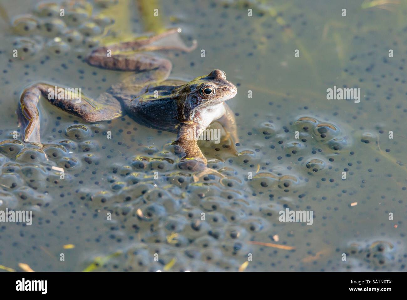 UK WEATHER. Barn Hill Pond, Wembley, UK. 9th March 2025. European ...
