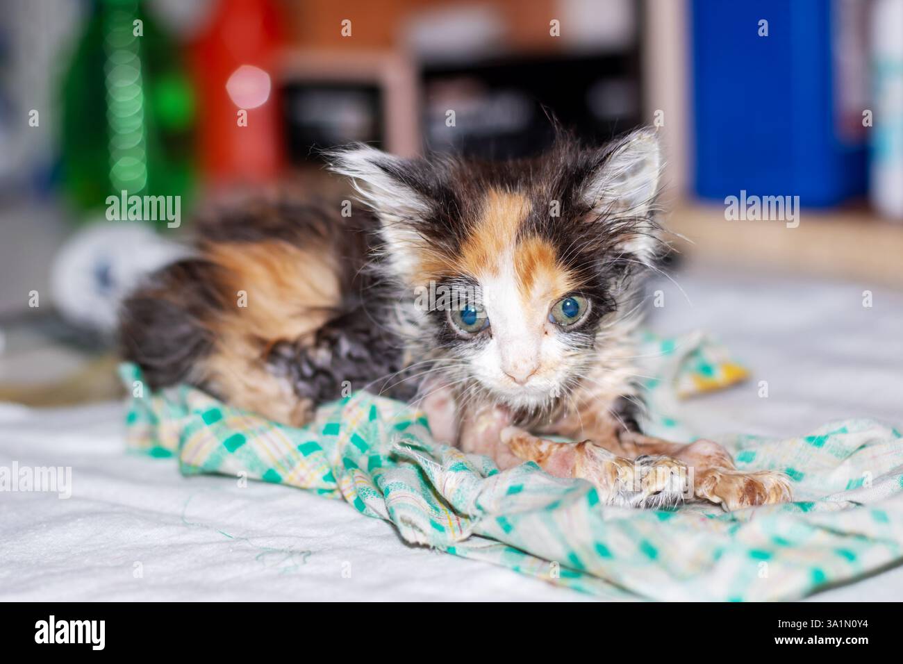 A calico kitten is comfortably laying on a soft towel placed on a cozy ...