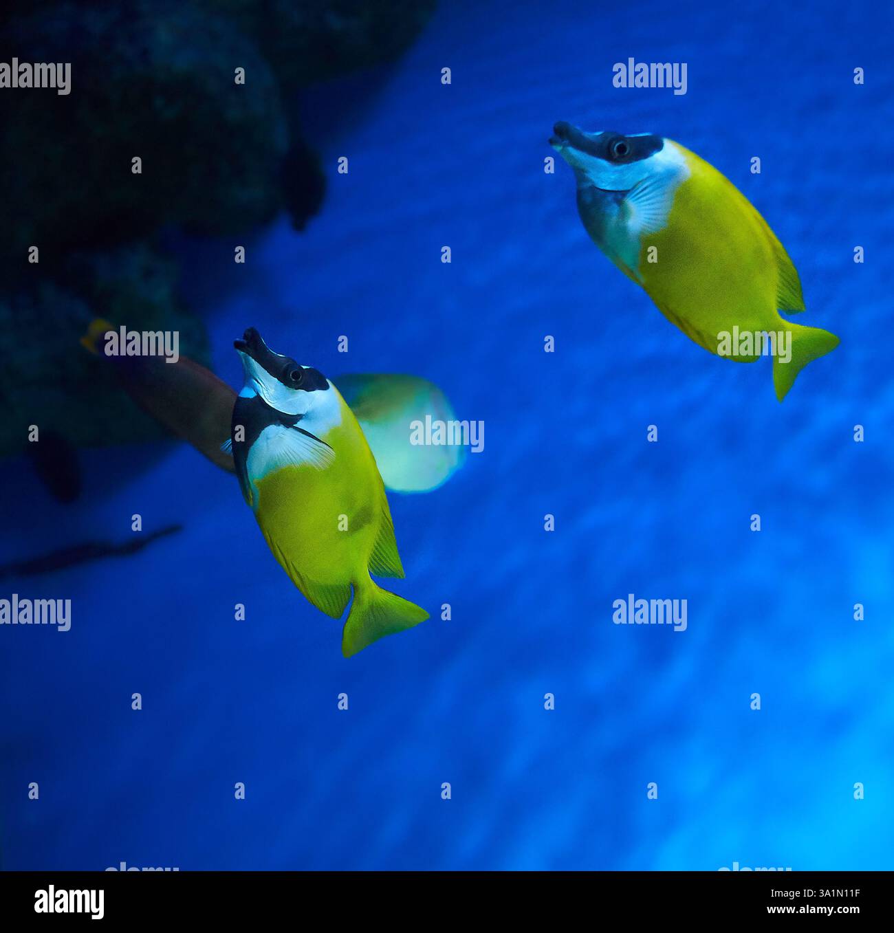 Foxface rabbitfish fish swimming in the clean sea underwater with ...