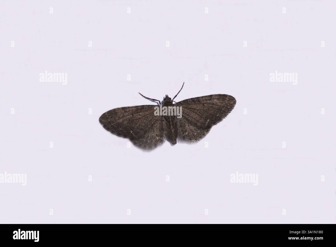 Common Pug (Eupithecia vulgata) isolated on a white background. Tribe ...