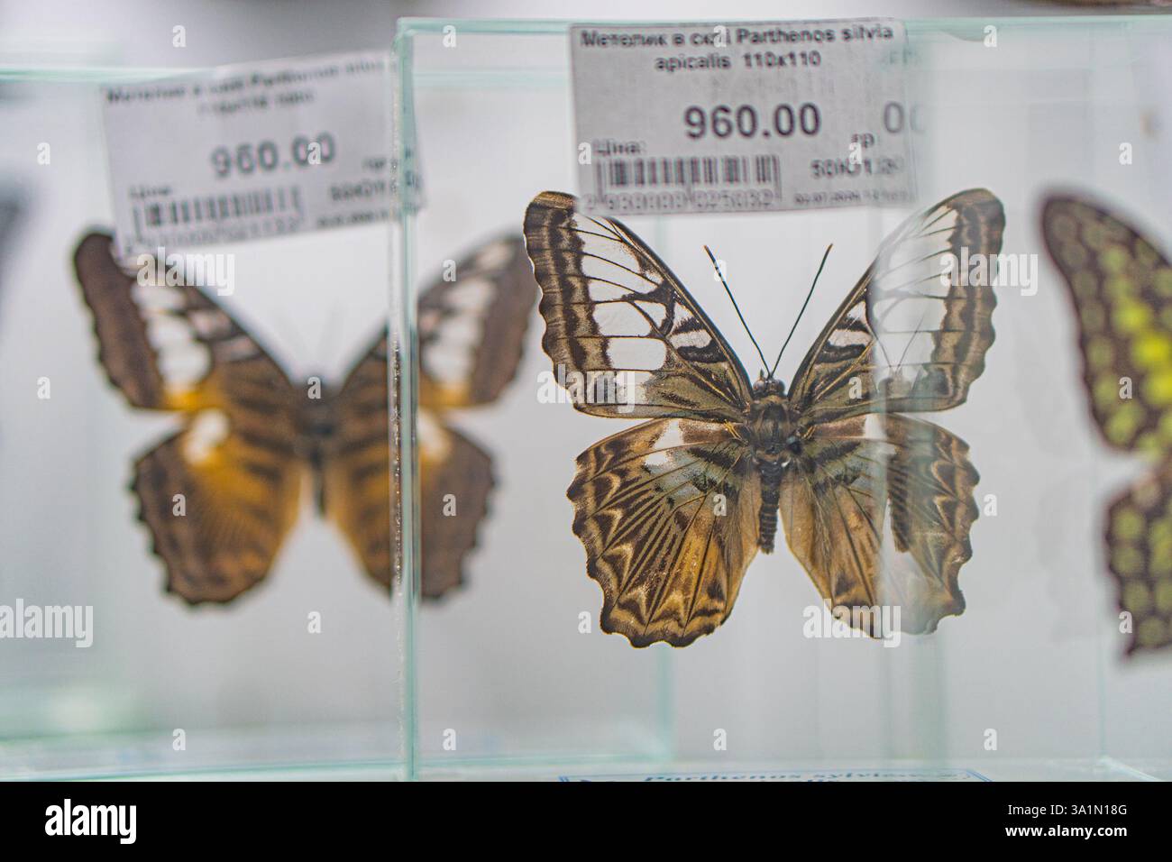 Image shows a collection of mounted butterfly specimens in clear cases ...