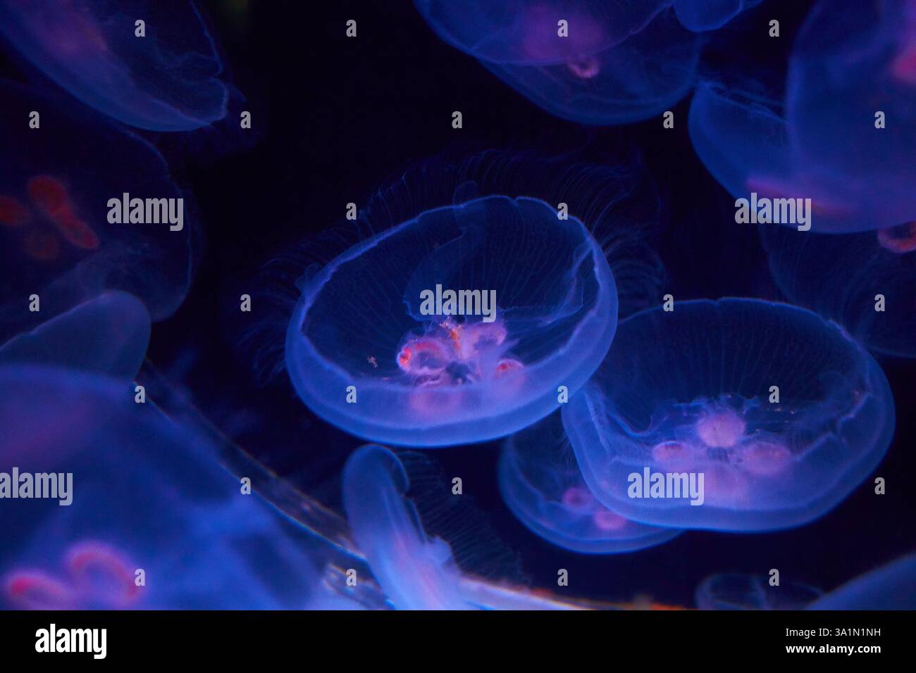 Common jellyfish, moon jellyfish, moon jelly or saucer jelly, Aurelia ...