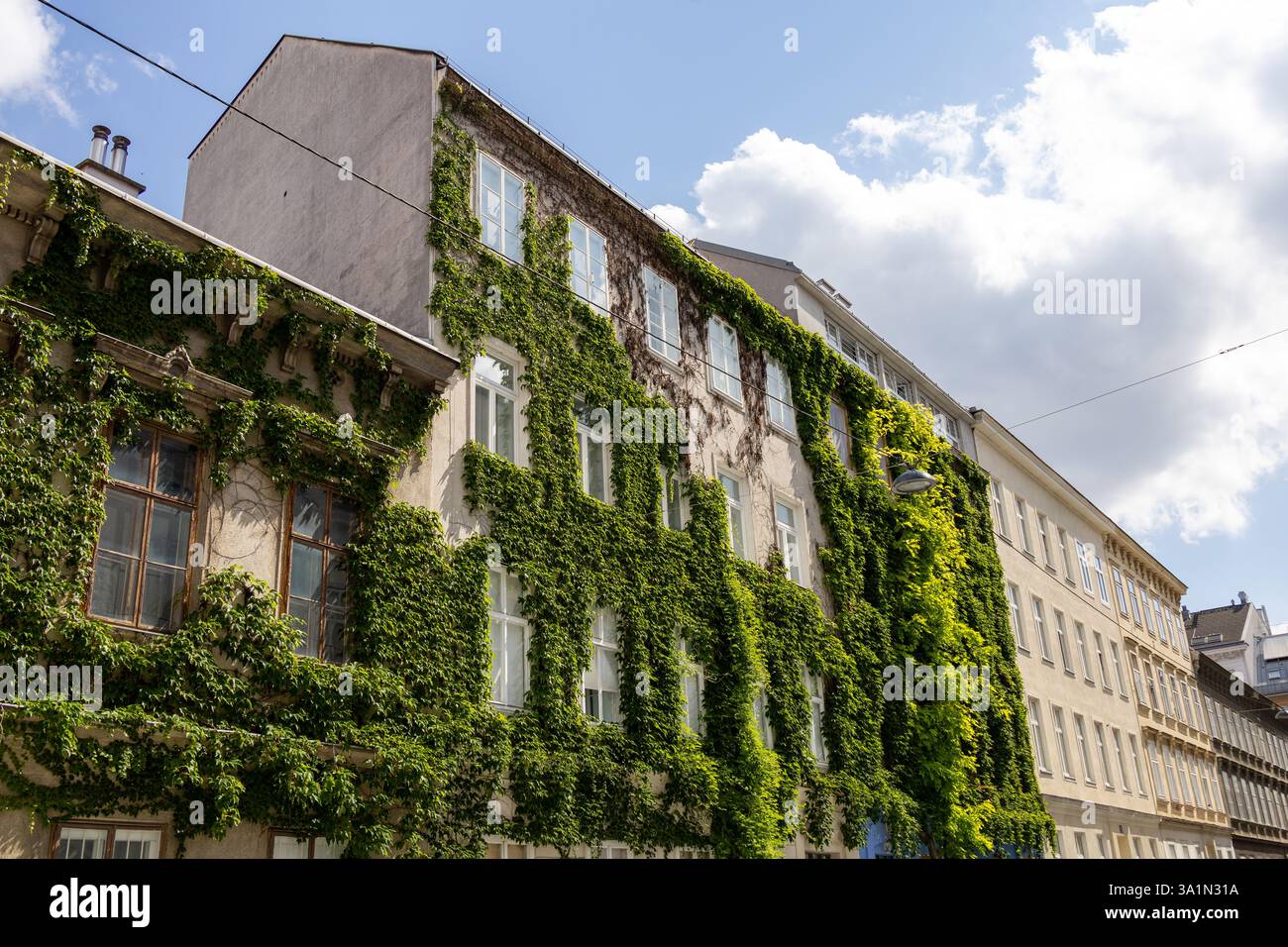 Historic residential building covered in green ivy vines under a blue ...