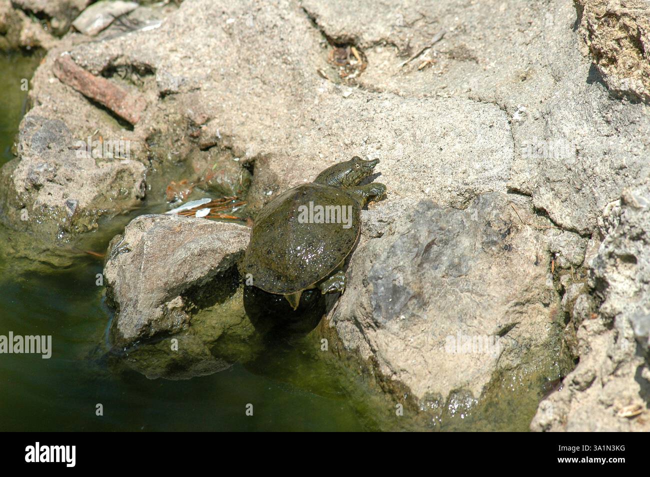 Chinese soft shell turtle (Pelodiscus sinensis) sunbathing on a stone ...
