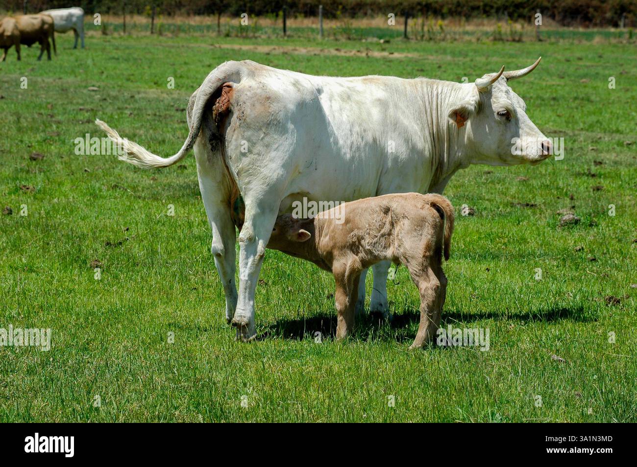 Blanca Cacerena cow breastfeeding her calf in the meadow Stock Photo ...