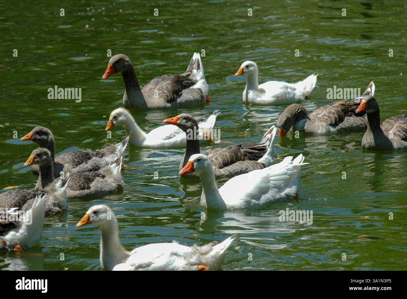 White and gray geese group swimming in a pond Stock Photo - Alamy