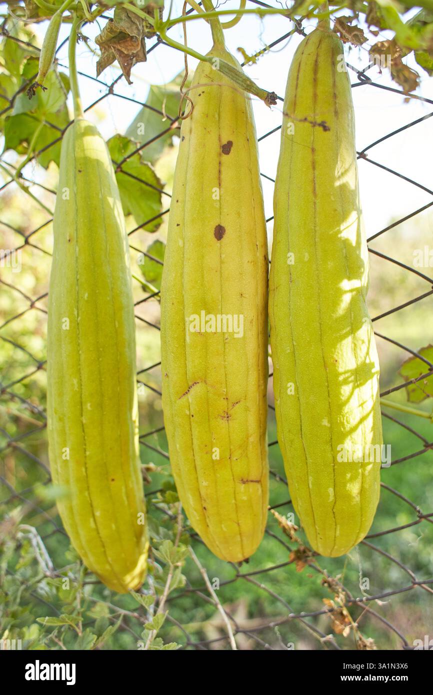 Sponge gourd Plant, Loofah Sponges growing in the garden. Climbing on ...